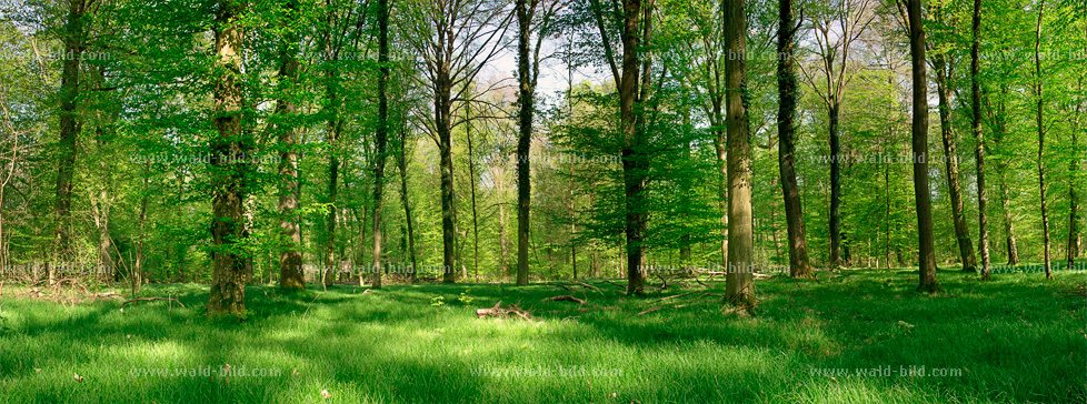 Waldbild - hochaufgelöst und groß